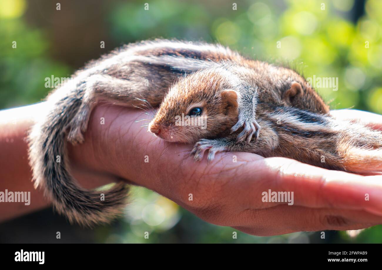 Helping wildlife Banque de photographies et d’images à haute résolution ...