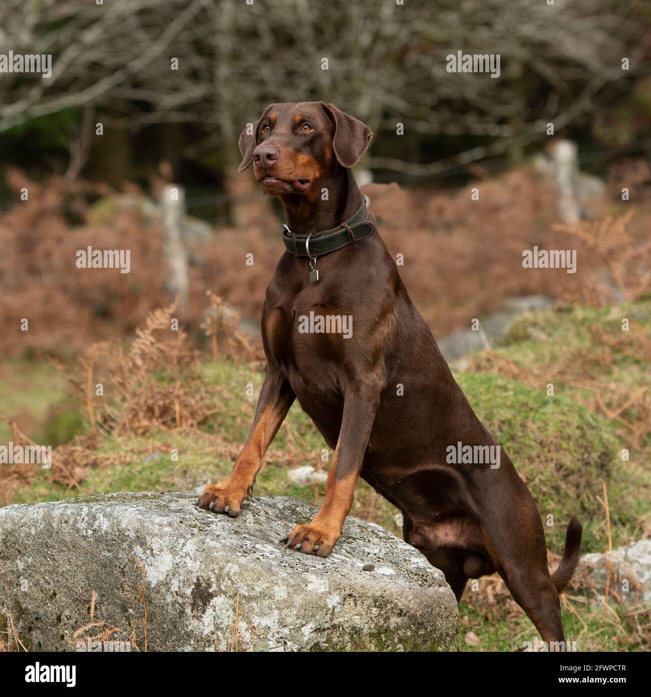 Doberman brun pinscher Banque de photographies et d’images à haute ...