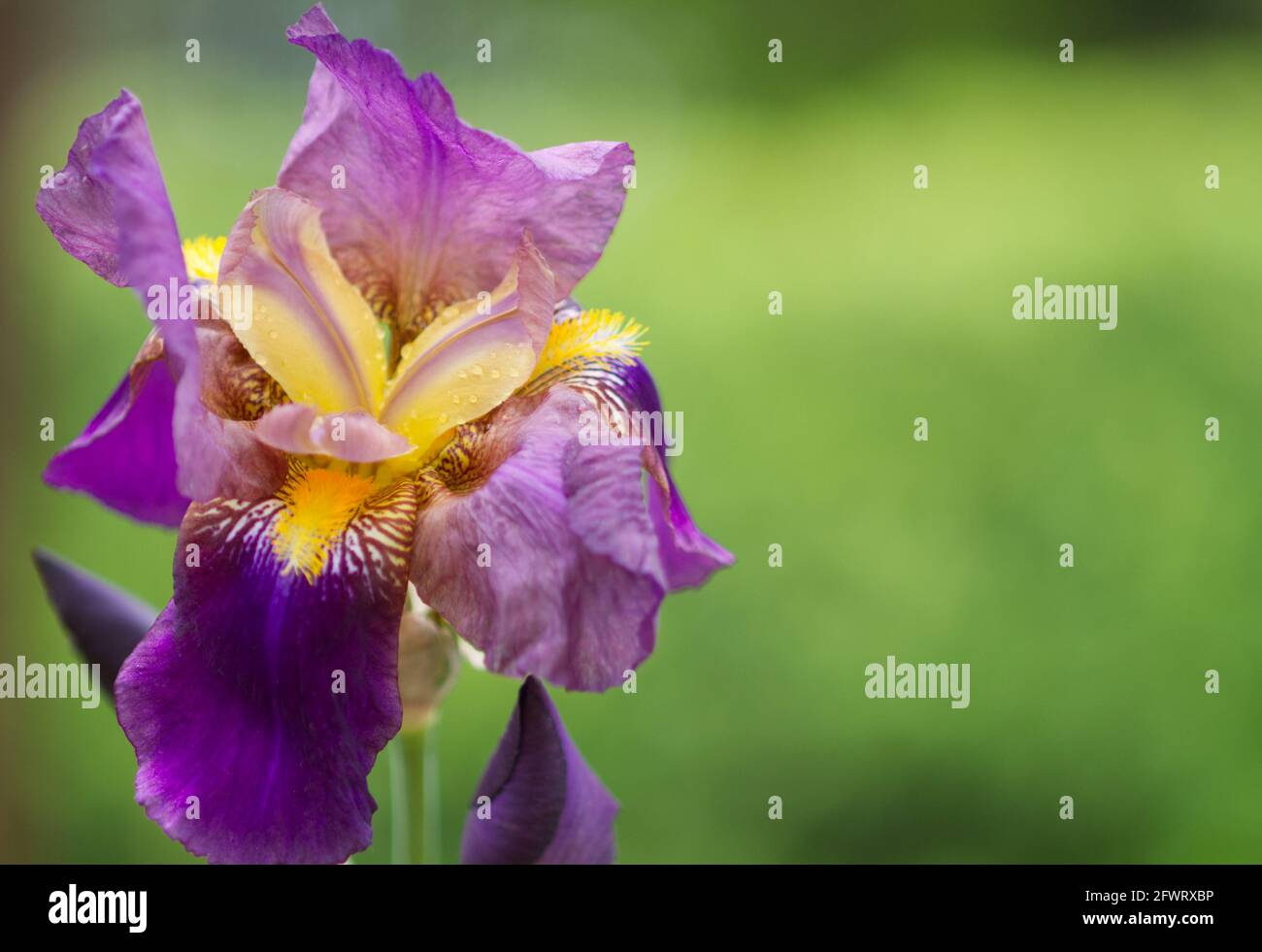 Iris germanica royaume uni Banque de photographies et d’images à haute ...