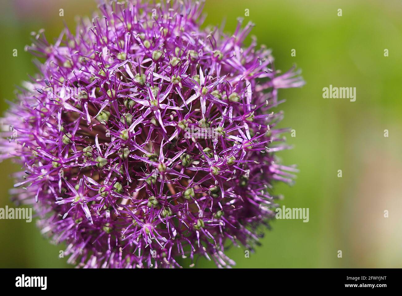 Fleur ronde Banque de photographies et d’images à haute résolution - Alamy