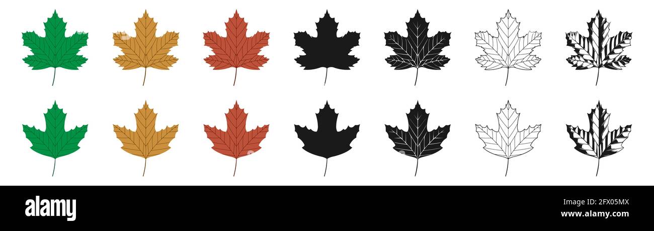 Feuilles de sycomore en automne Banque d'images vectorielles - Alamy