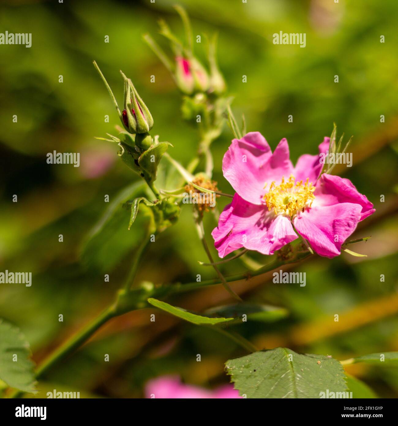 Eglantine flower Banque de photographies et d’images à haute résolution ...