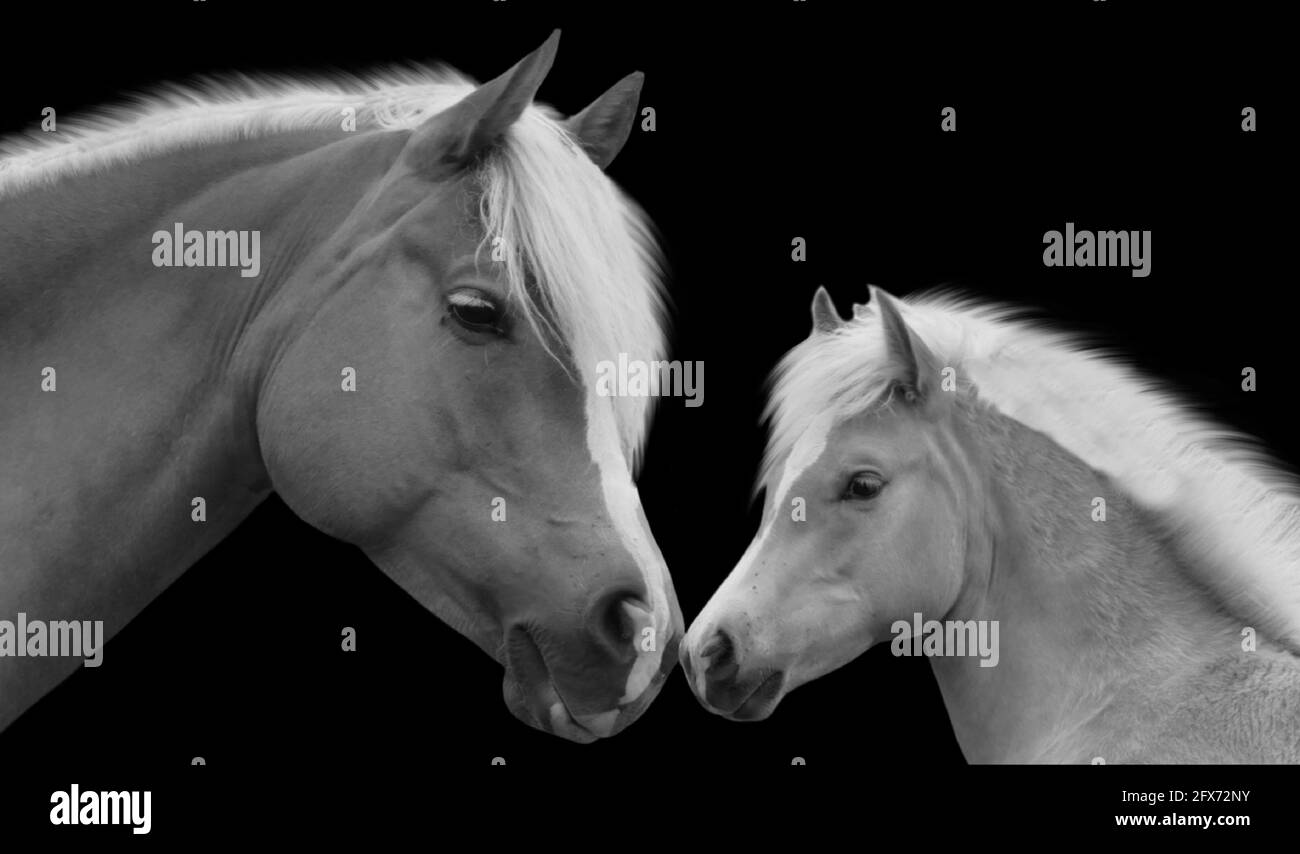 Bébé cheval Banque de photographies et d’images à haute résolution - Alamy