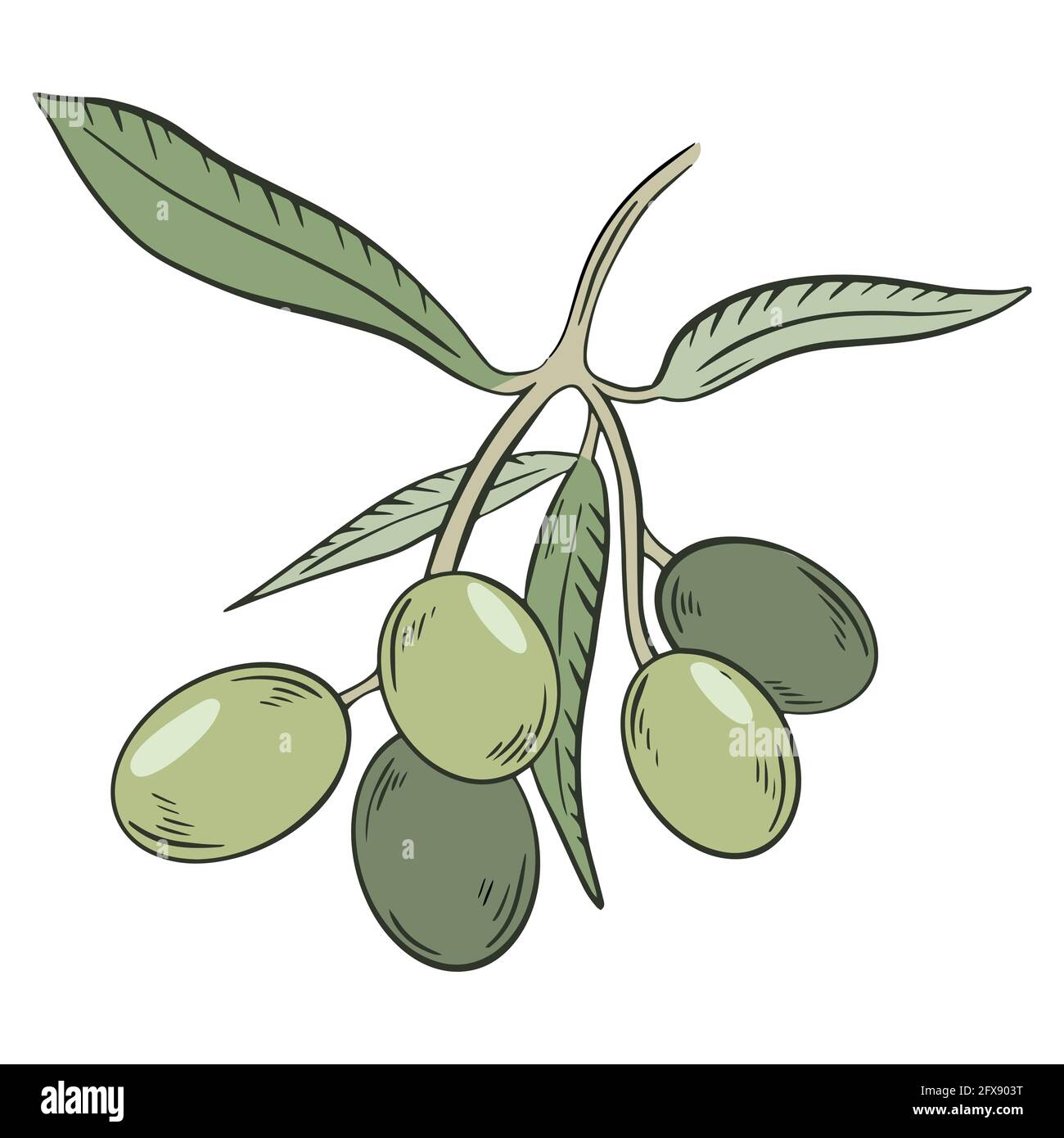 Olive tree vector vectors drawn Banque de photographies et d’images à haute résolution - Alamy