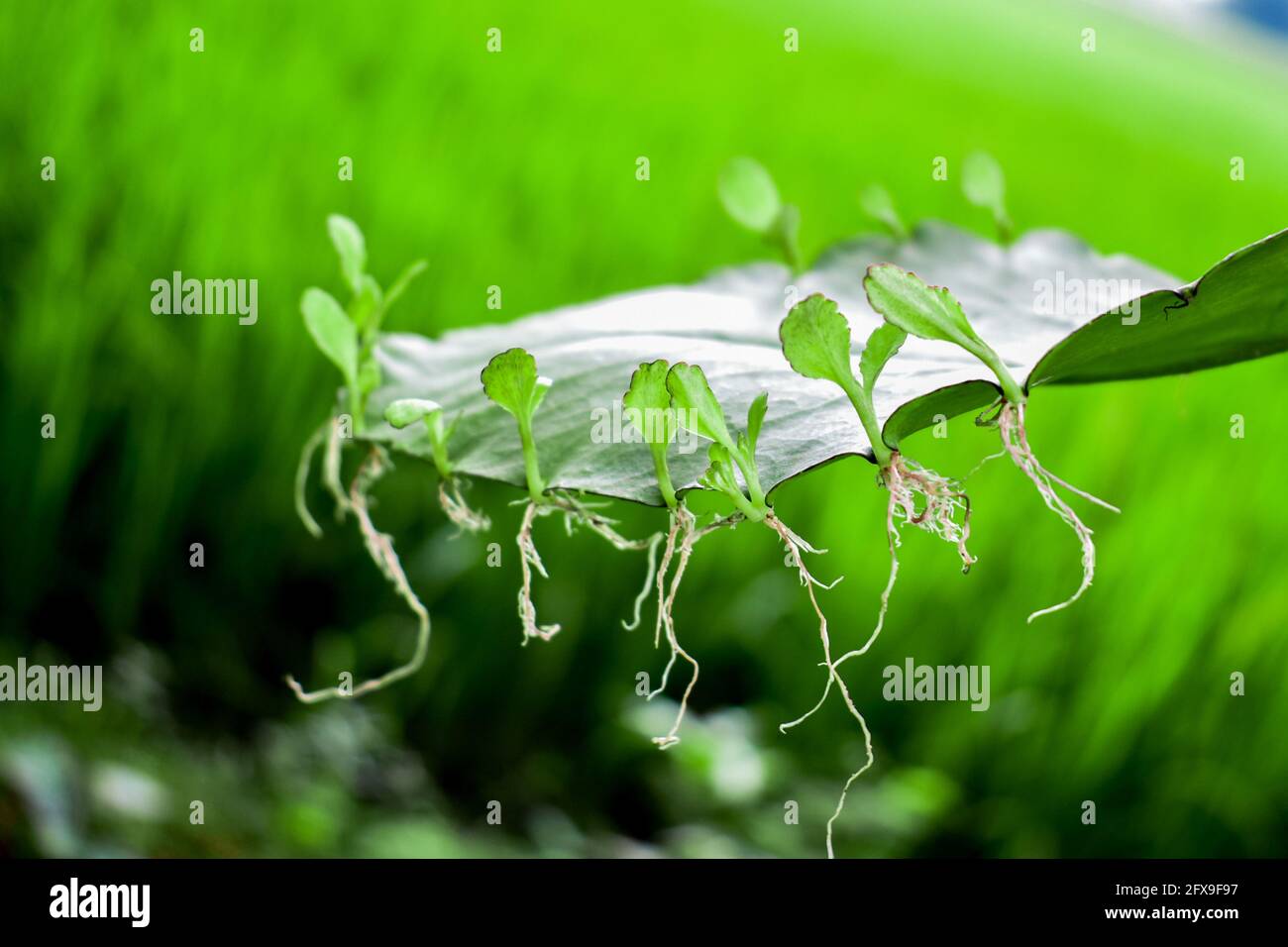 Gros plan d'une feuille de bryophylum avec bourgeons - reproduction ...
