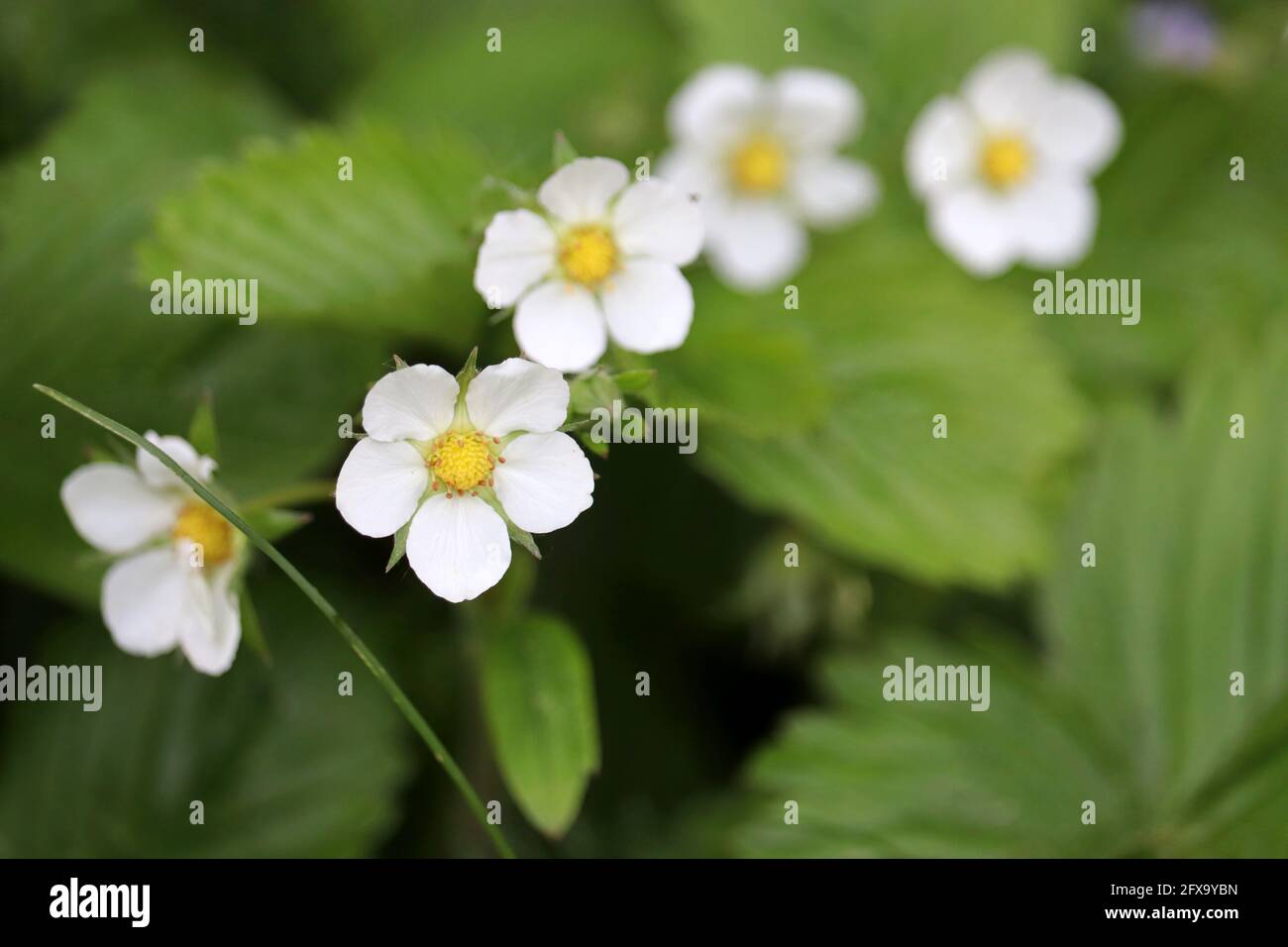 Strawberry leaves and flowers Banque de photographies et d’images à ...