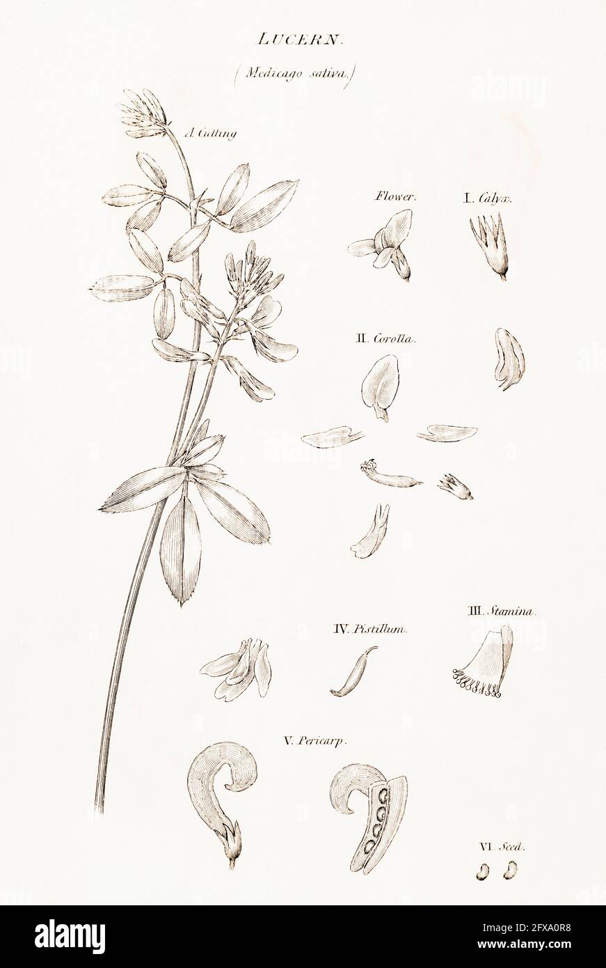 Dessin de plante de luzerne Banque de photographies et d’images à haute ...