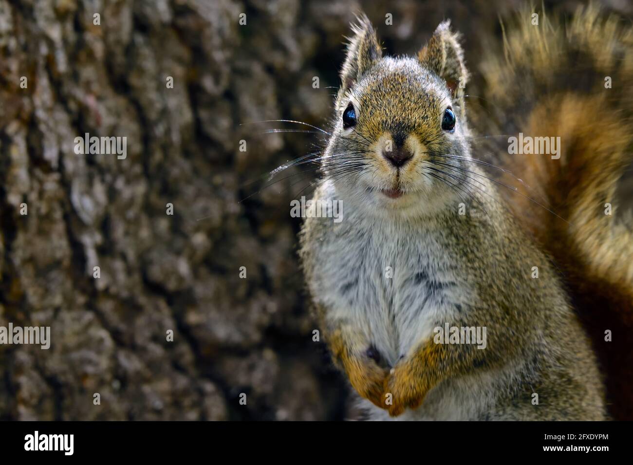 Un écureuil roux (Tamiasciurus hudsonicus), assis devant un tronc d ...
