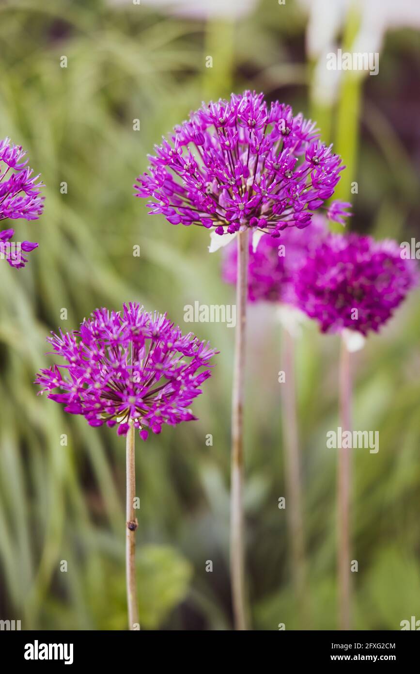 L'ail en fleur violet décoratif Allium est un genre de monocotylédones ...