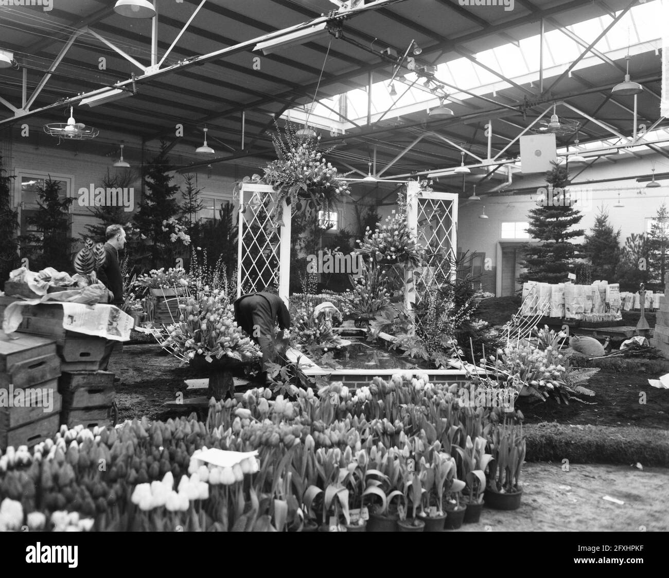 Flore de Frise occidentale à Bovenkarspel. Deux beautés de la Frise ...