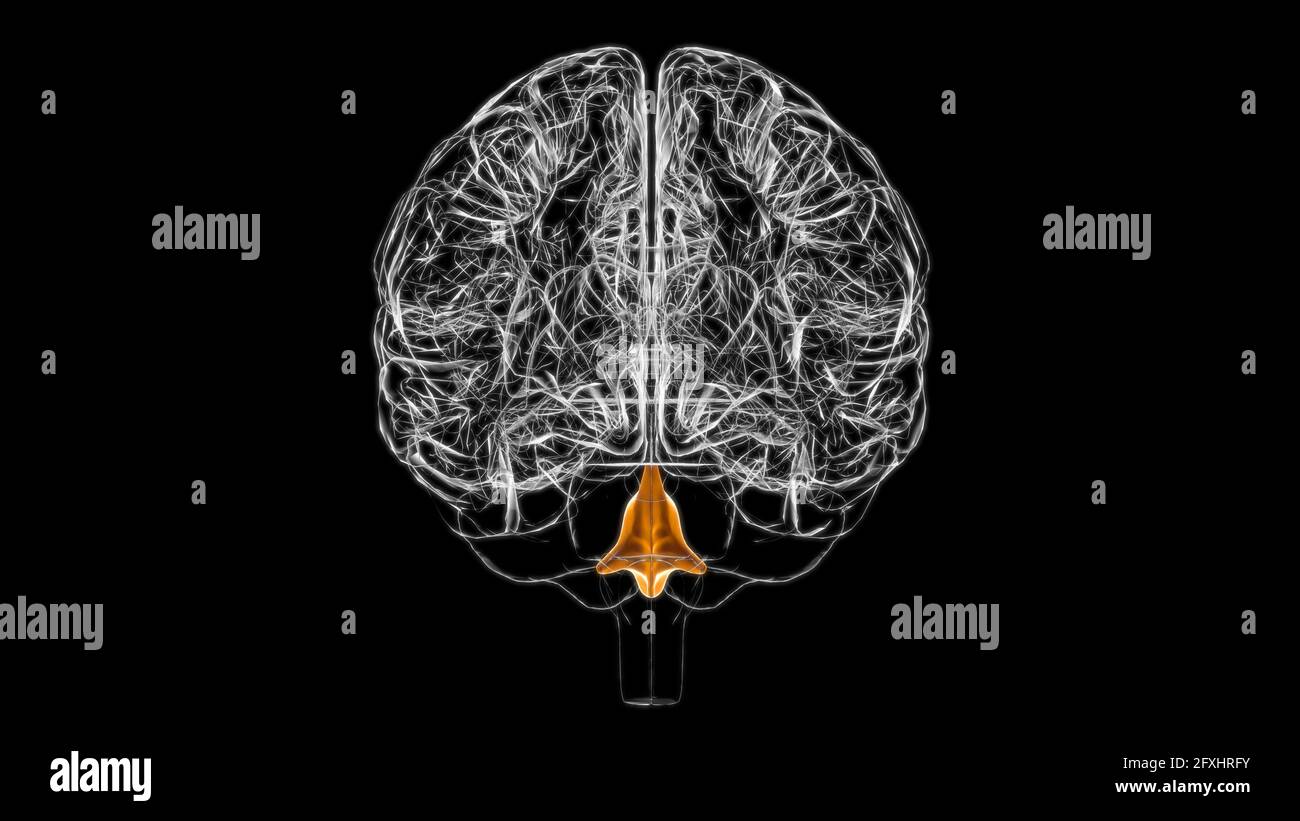 Ventricules latéraux Banque de photographies et d’images à haute ...