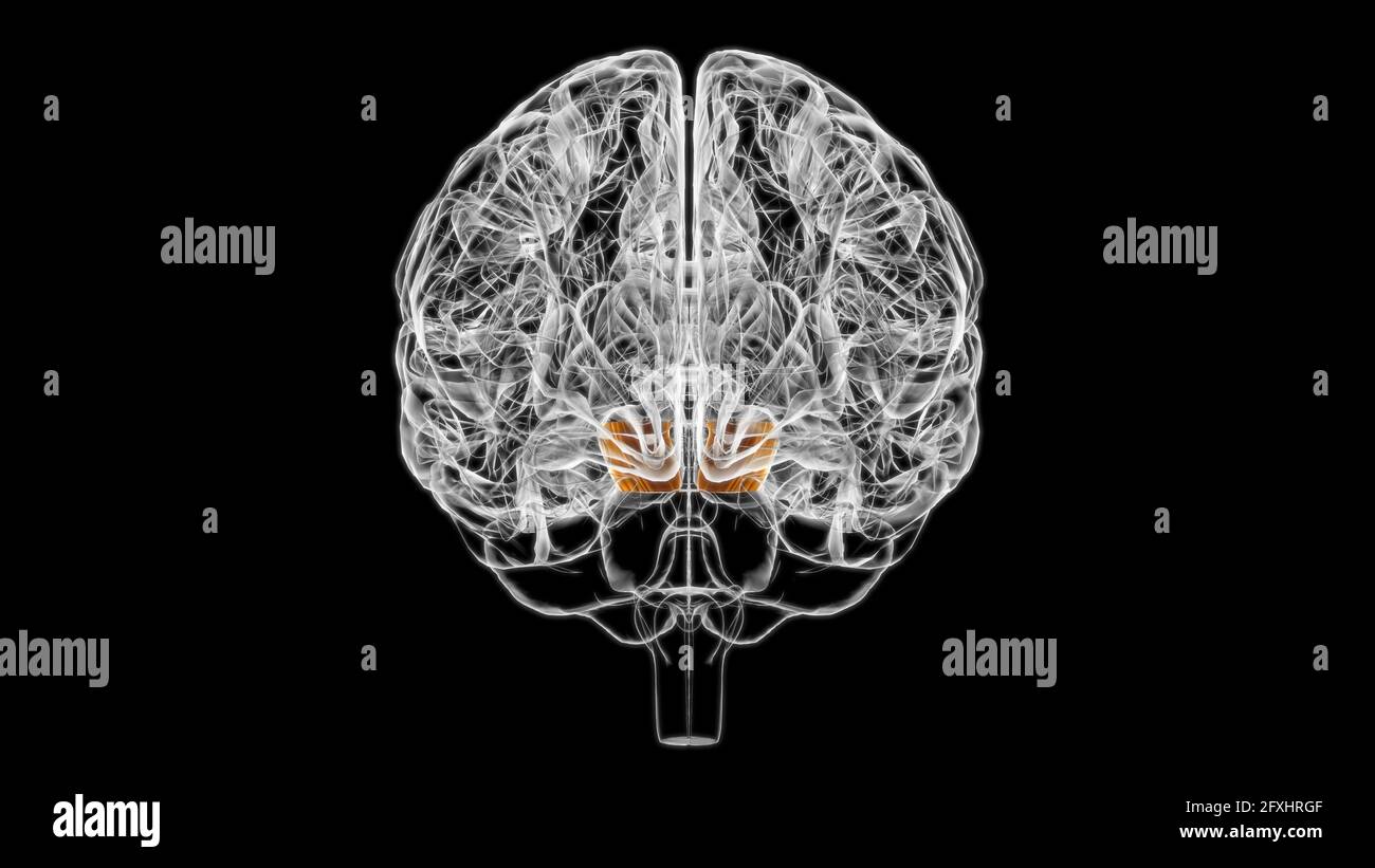 Cerveau pédoncule cérébral Anatomy for Medical concept 3D Illustration ...
