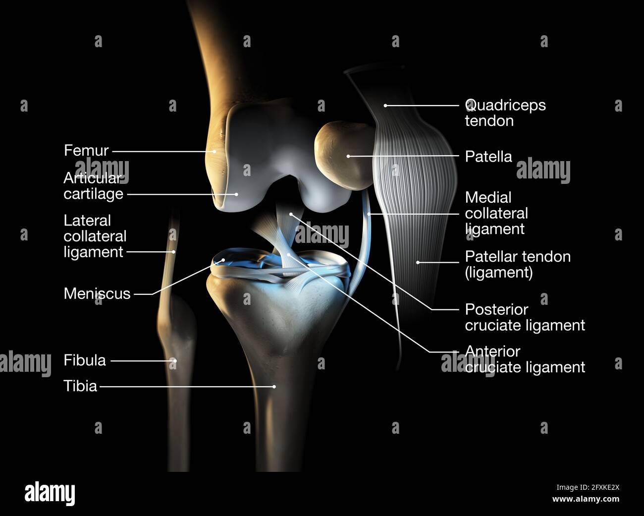 Illustration médicale précise montrant l'articulation du genou avec les ...