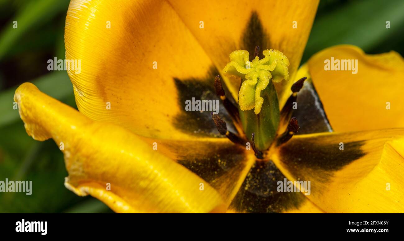 Fleur de tulipe en gros plan montrant un organe reproducteur et des ...