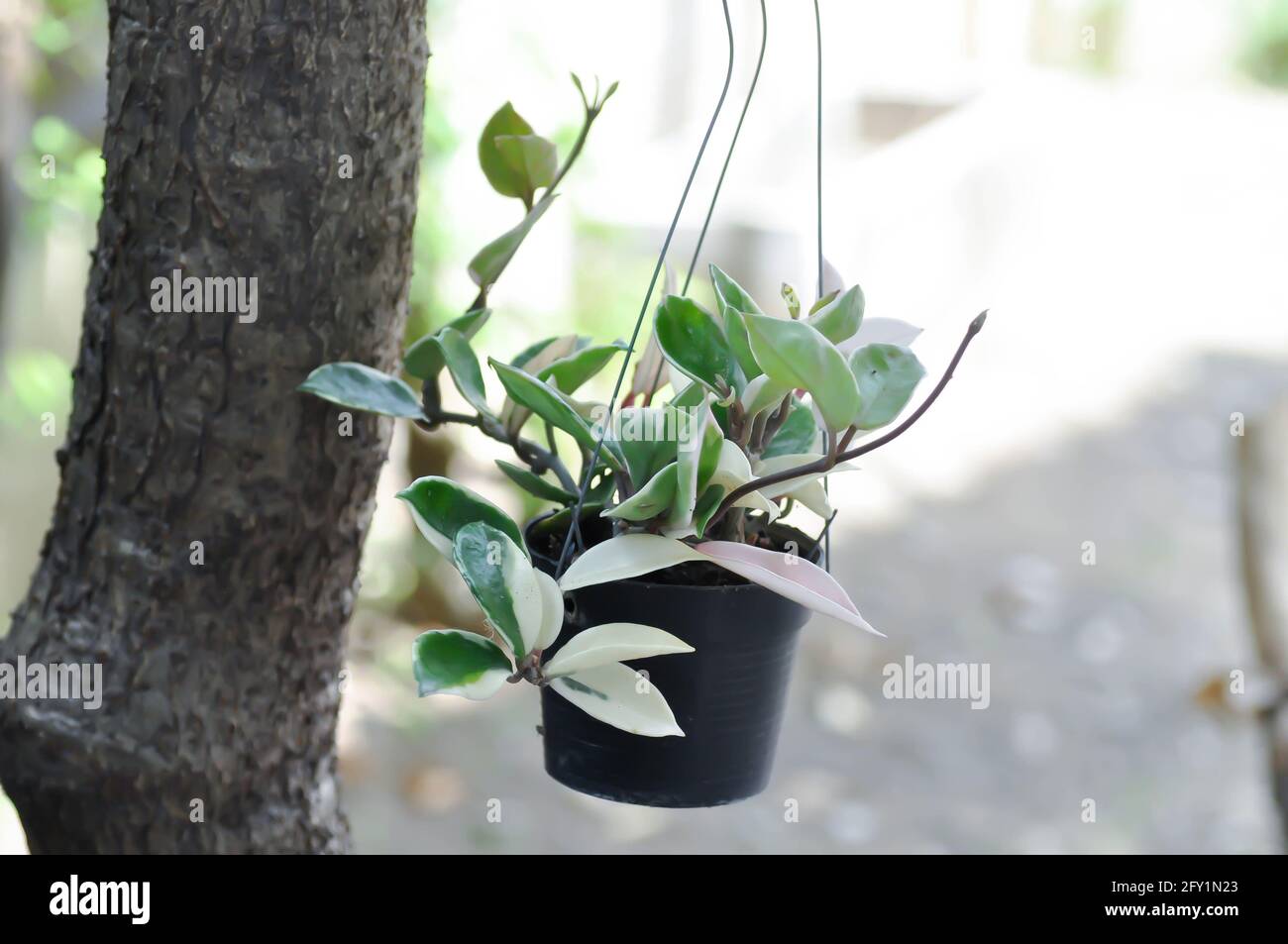 hoya, hoya carnosa ou hoya carnosa rose ou hoya carnosa tricolor Photo ...