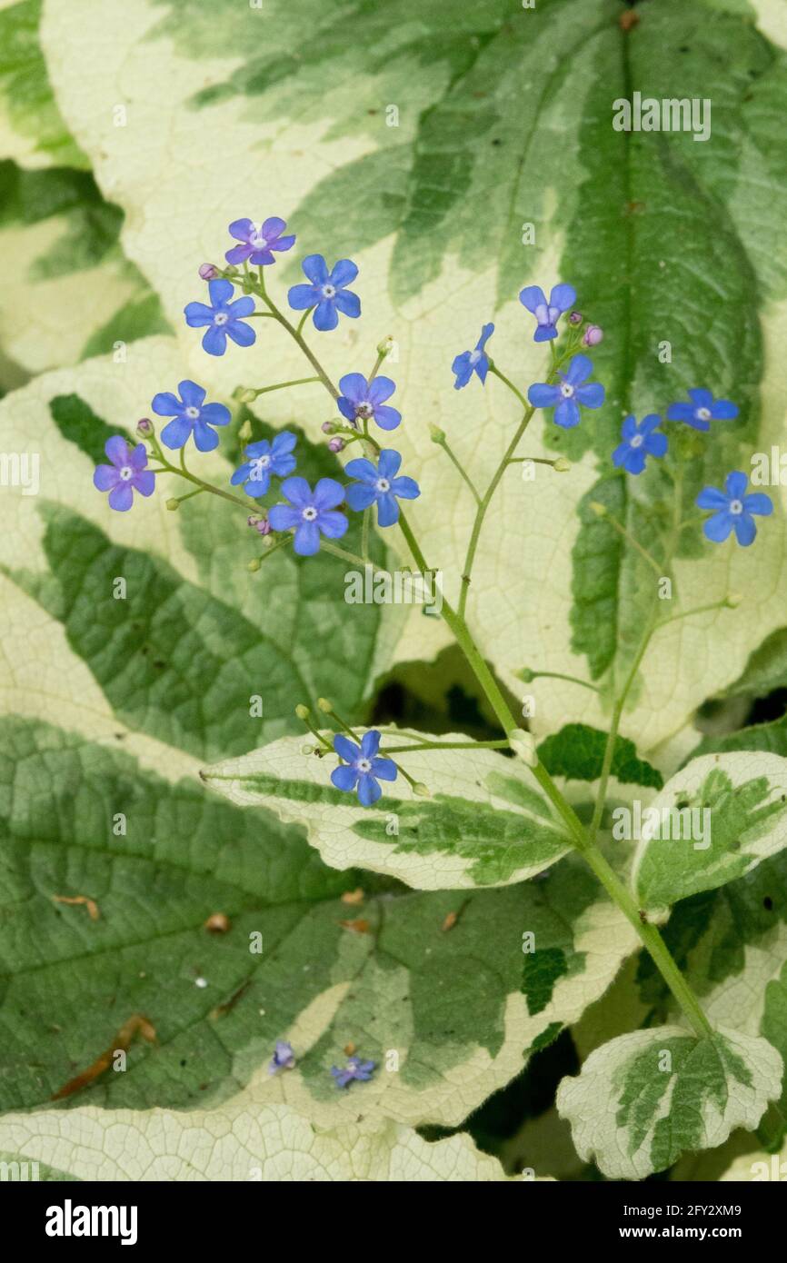 Brunnera macrophylla dawsons blanc Banque de photographies et d’images ...