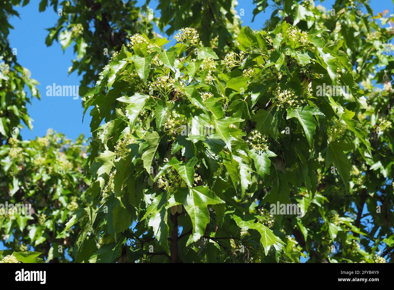 Tatar maple Banque de photographies et d’images à haute résolution - Alamy
