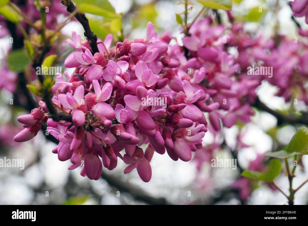 Arbre de judee Banque de photographies et d’images à haute résolution ...
