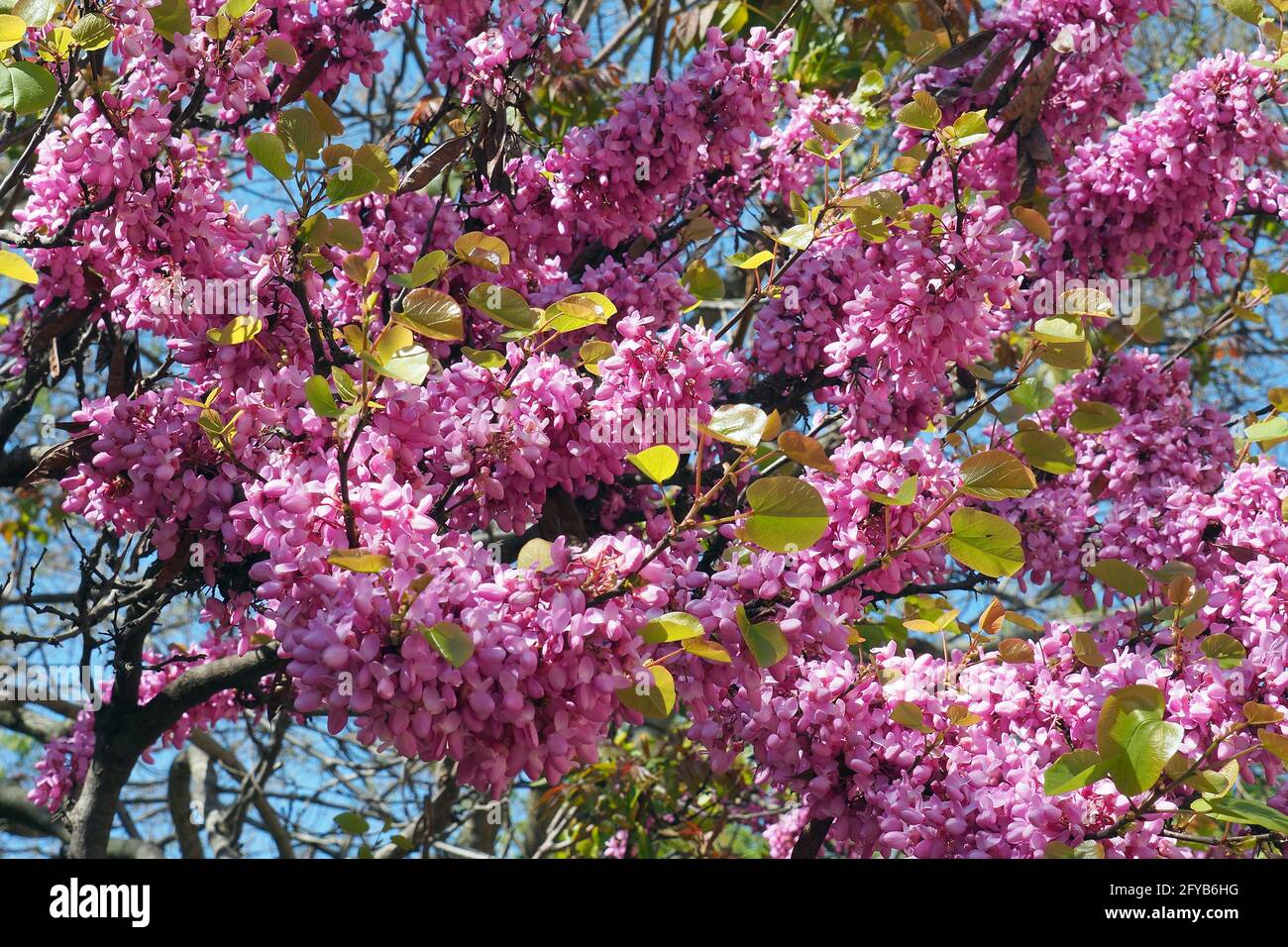 Arbre de judee Banque de photographies et d’images à haute résolution ...