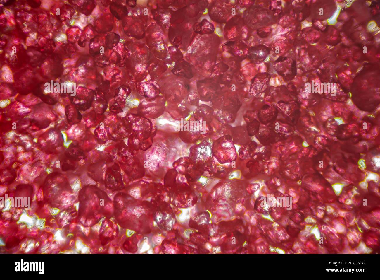 Sand microscope Banque de photographies et d’images à haute résolution ...