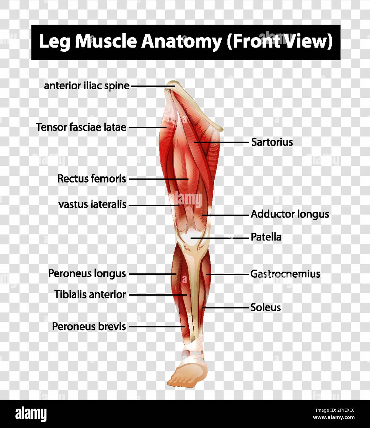Schéma illustrant l'anatomie du muscle de jambe (vue avant) sur une ...