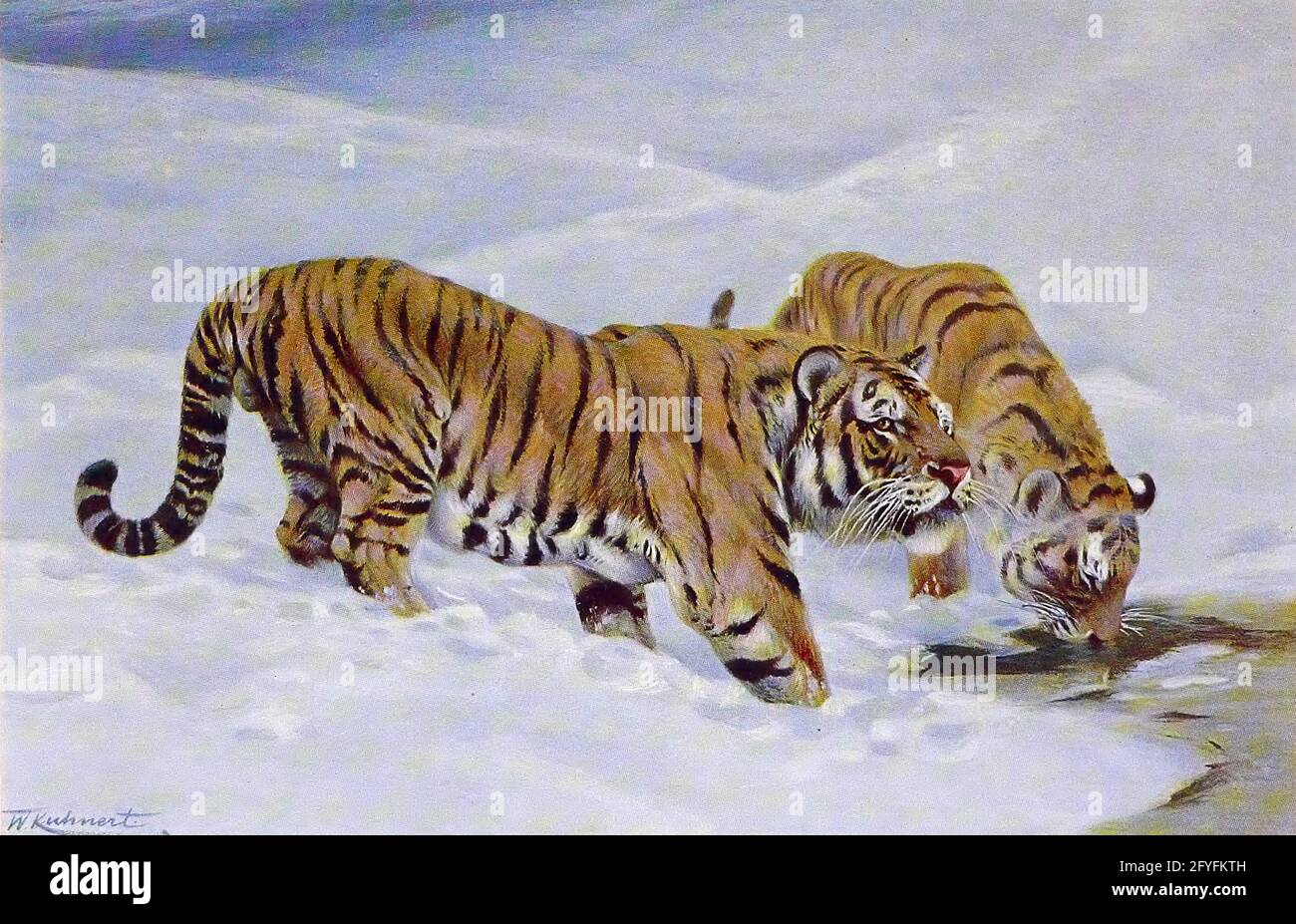 Tigre de Sibérie (Panthera tigris tigris) ici comme tigre manchurien ...