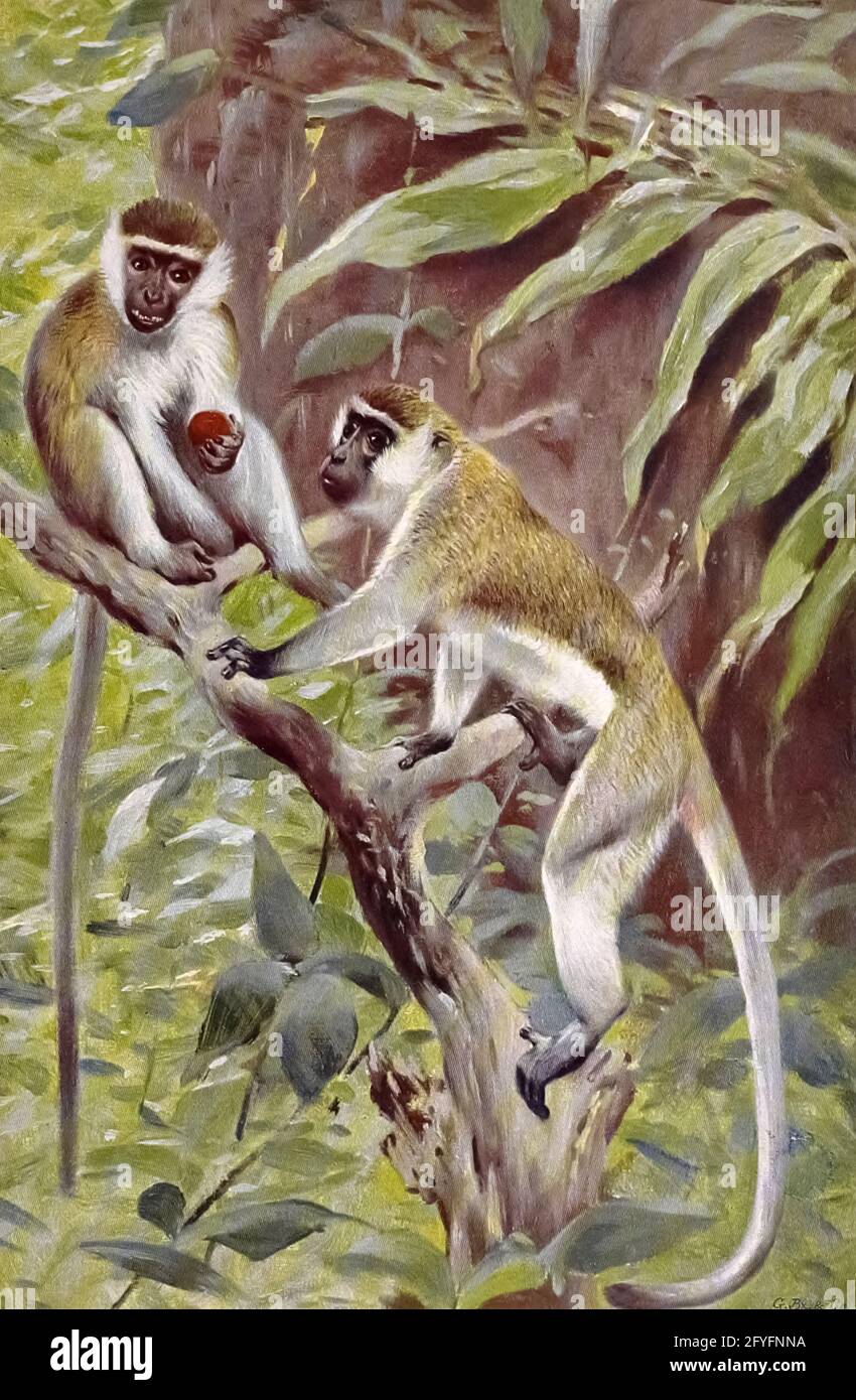 Cercopithèque monkey drawing Banque de photographies et d’images à ...