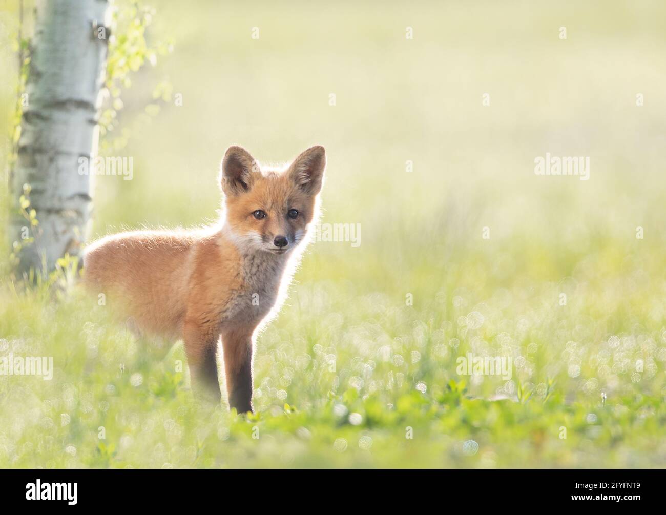 Kit renard roux (Vulpes vulpes) marche dans un pré herbacé profond dans ...