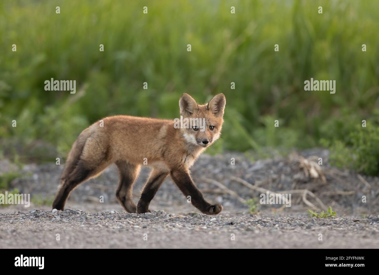 Kit renard roux (Vulpes vulpes) marche dans un pré herbacé profond dans ...