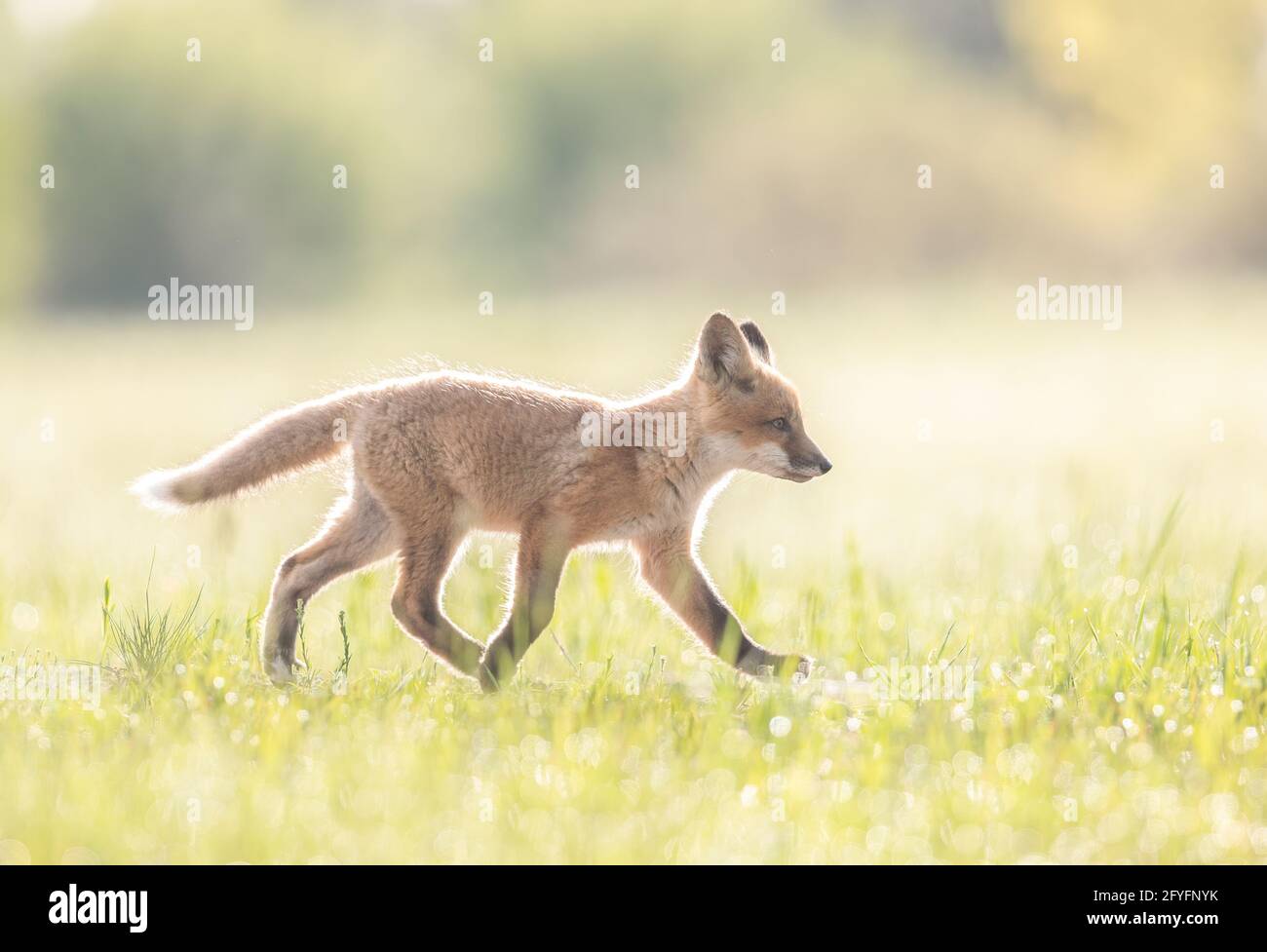 Kit renard roux (Vulpes vulpes) marche dans un pré herbacé profond dans ...