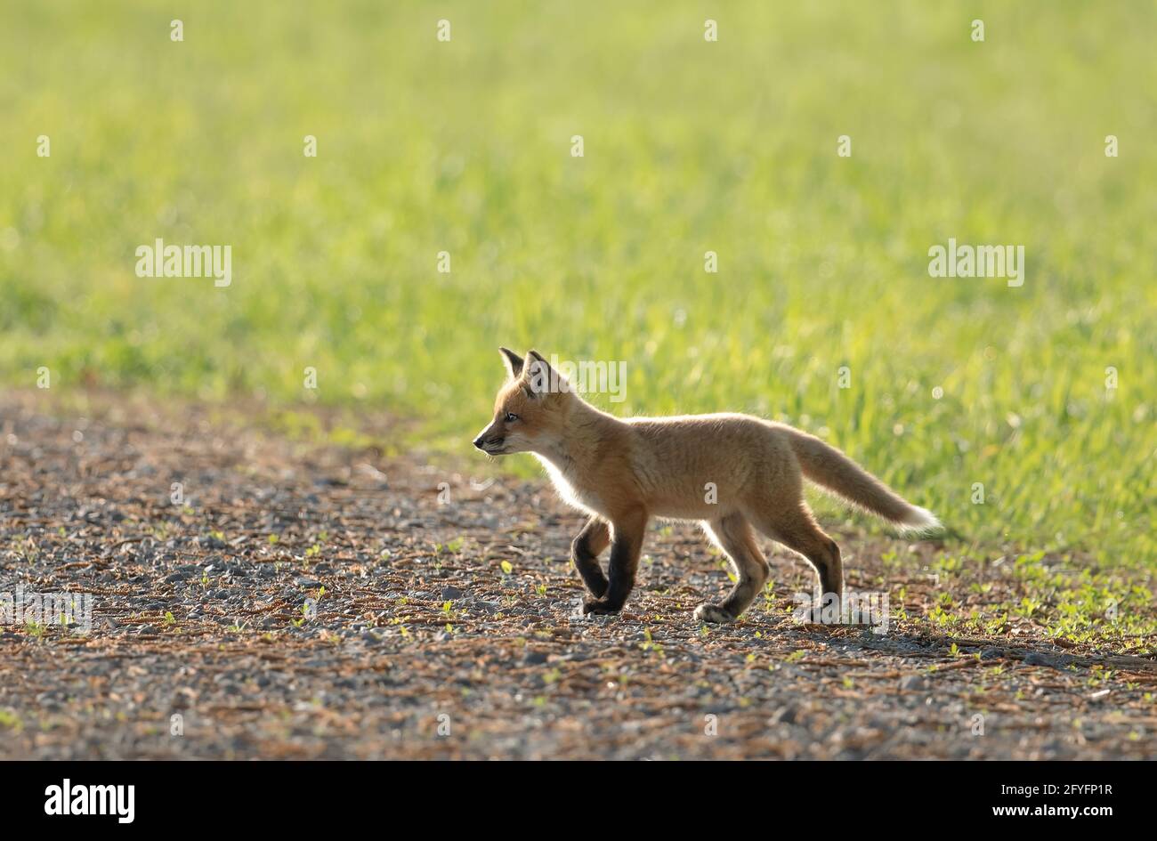 Kit renard roux (Vulpes vulpes) marche dans un pré herbacé profond dans ...