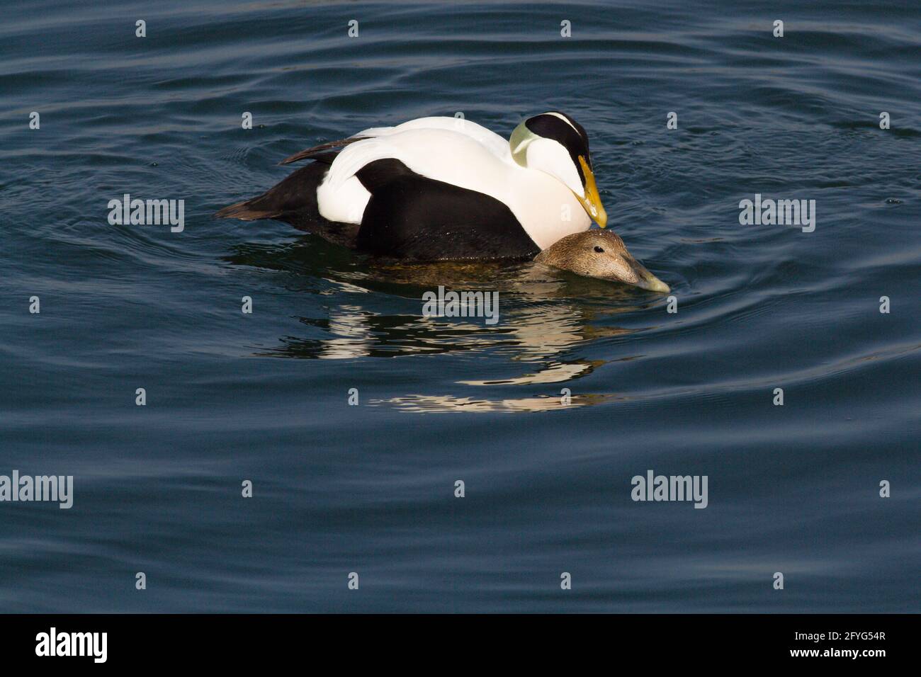 Accouplement de canards Banque de photographies et d’images à haute ...