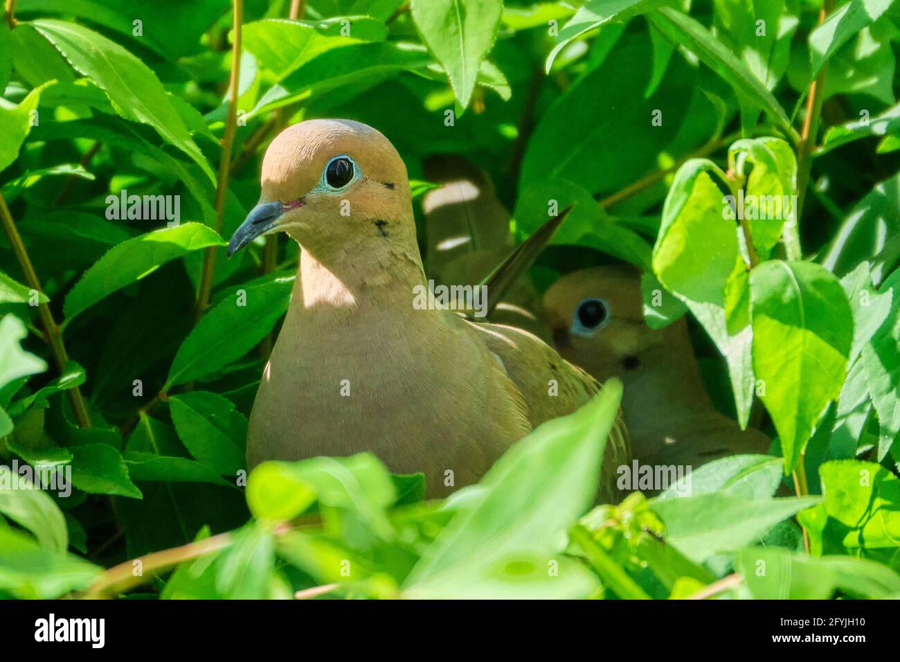 Colombes en deuil Banque de photographies et d’images à haute résolution - Alamy