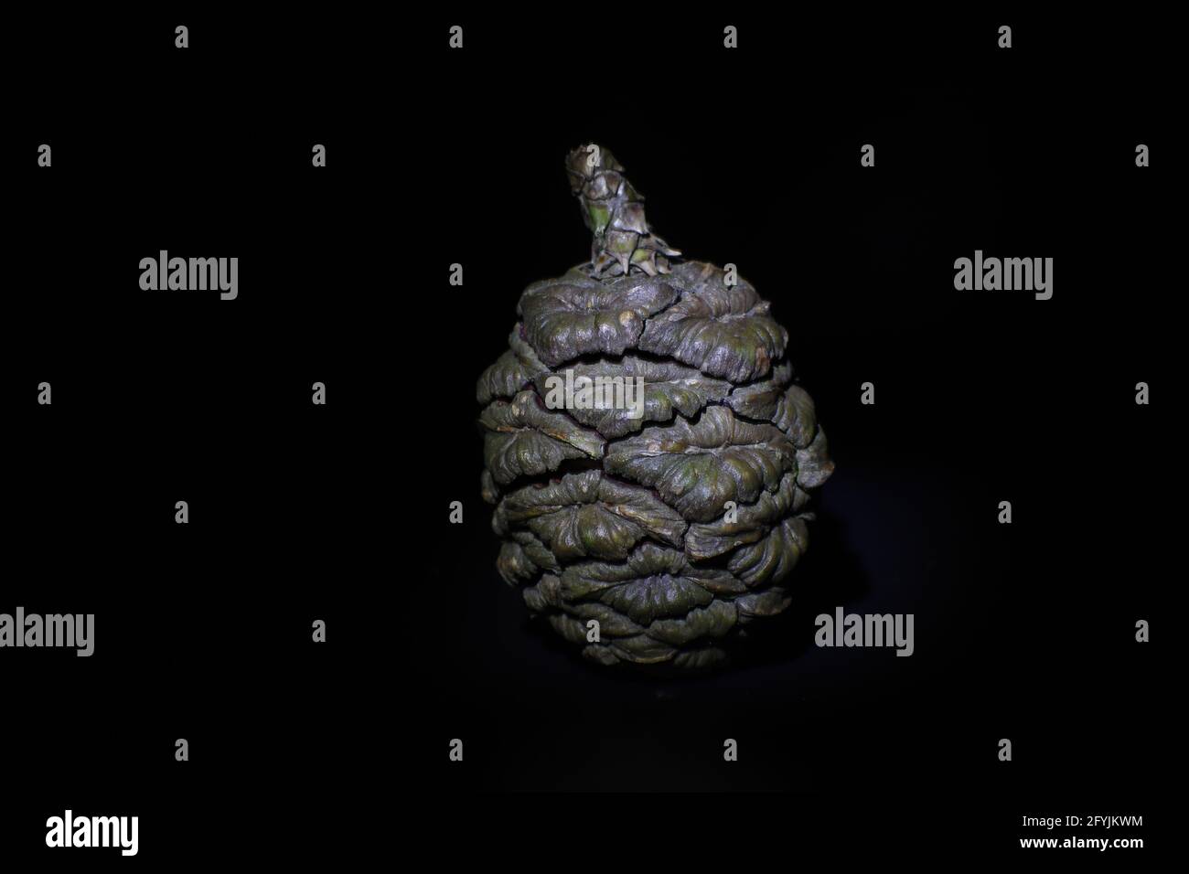 Giant redwood cone Banque de photographies et d’images à haute ...