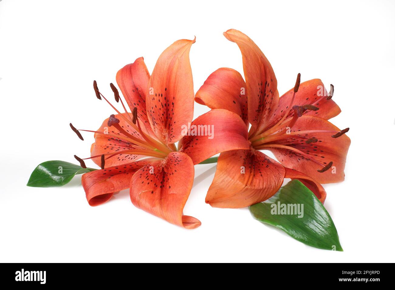 Fleur de lys rouge Banque de photographies et d’images à haute ...