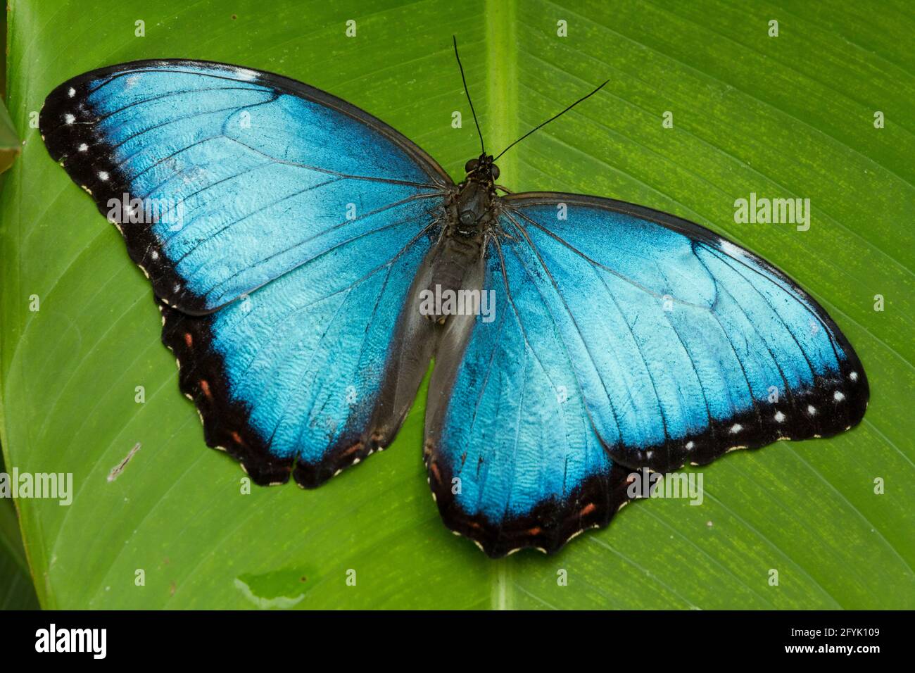 Un papillon Morpho commun, Morpho Peleides, sur une feuille d'héliconie ...