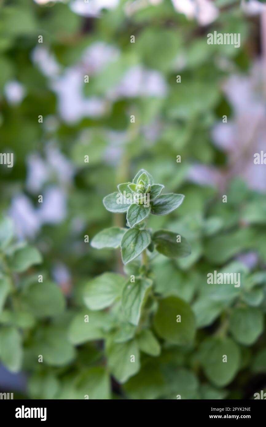Origanum vulgare marjolaine sauvage Banque de photographies et d’images à haute résolution - Alamy