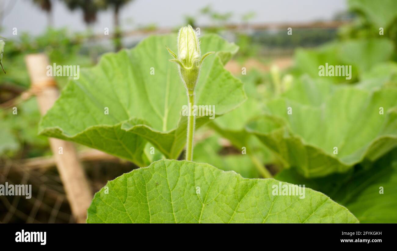 Courge Lagenaria Siceraria De Fleur Blanche Banque d'image et photos - Alamy