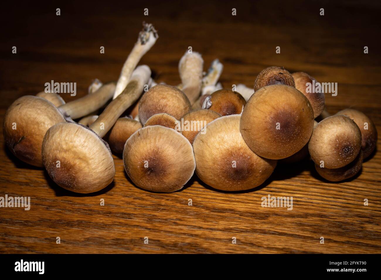 Psilocybe cubensis Banque de photographies et d’images à haute ...