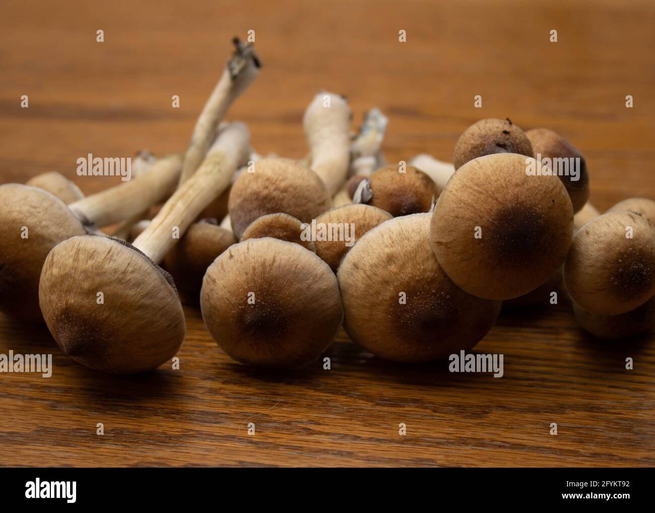 Psilocybe cubensis Banque de photographies et d’images à haute ...