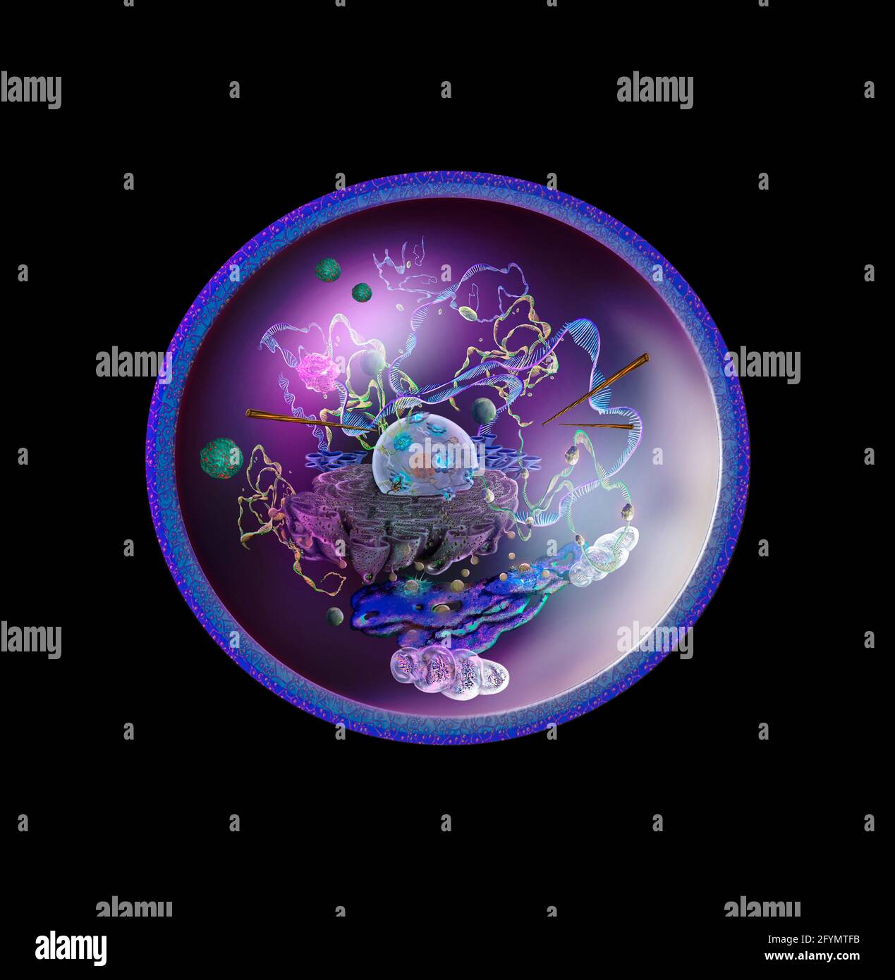 La structure de la cellule eucaryote Banque de photographies et d ...