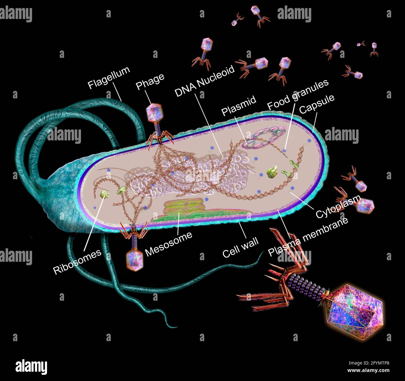 Phages et structure cellulaire bactérienne, illustration Photo Stock ...