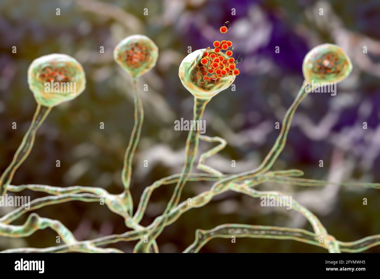 Mucor sp Banque de photographies et d’images à haute résolution - Alamy