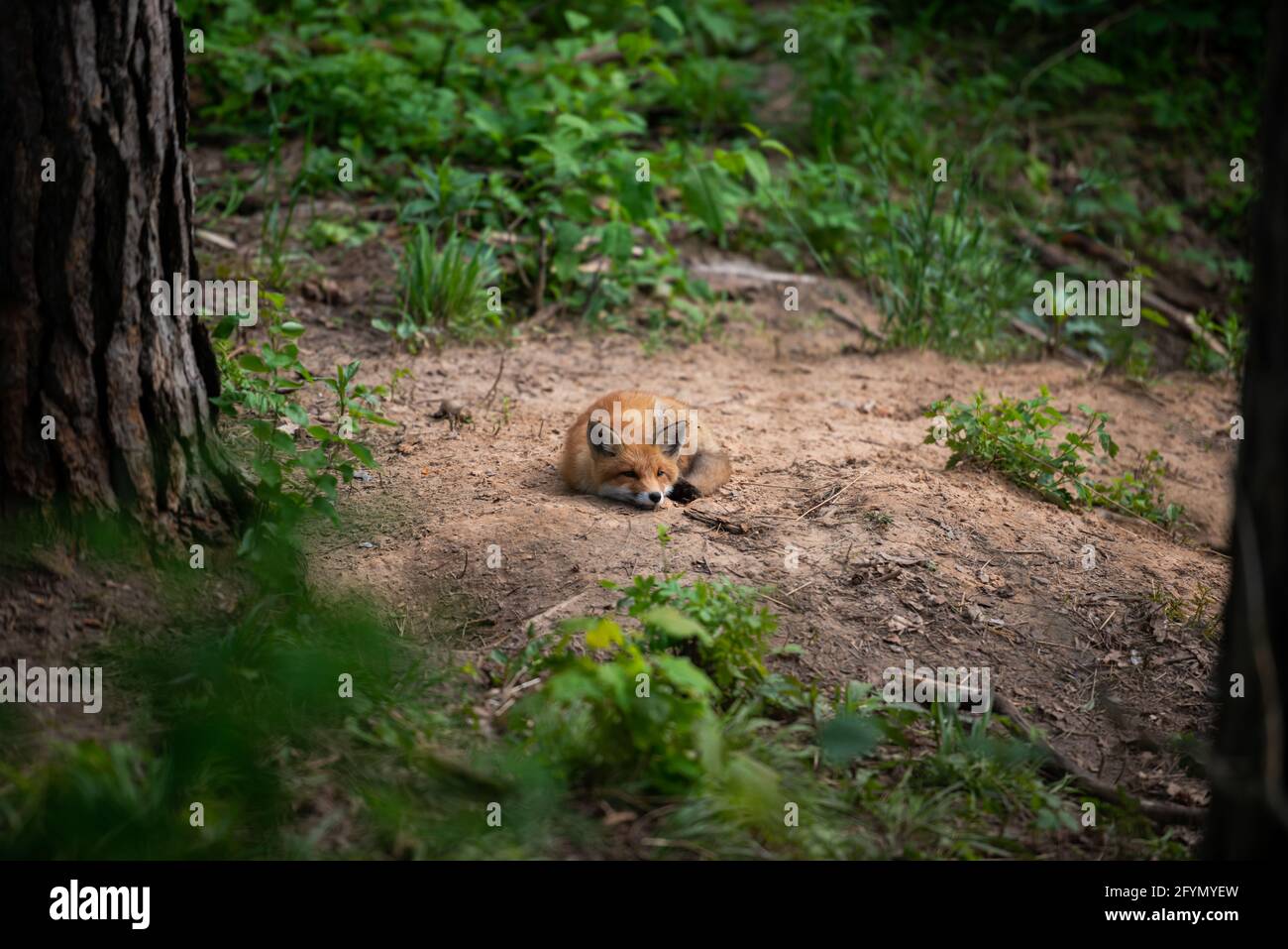 Renard renard roux animal vue de profil Banque de photographies et d ...