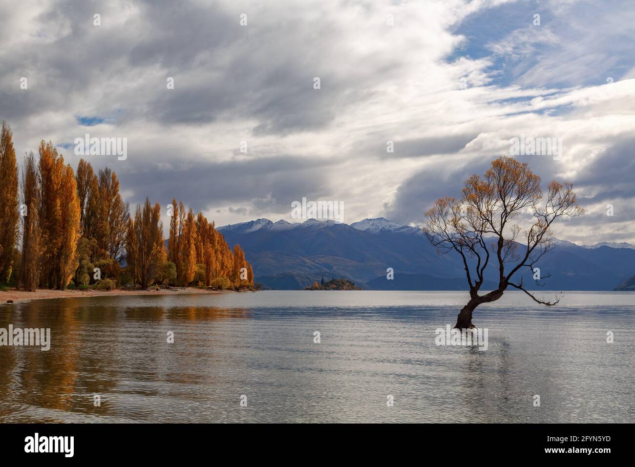 Arbre Solitaire Du Lac Wanaka Banque d'image et photos - Alamy