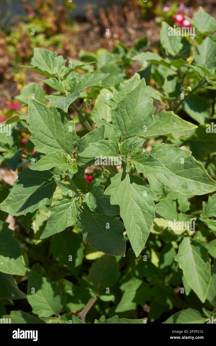 Black nightshade solanum nigrum plant Banque de photographies et d ...