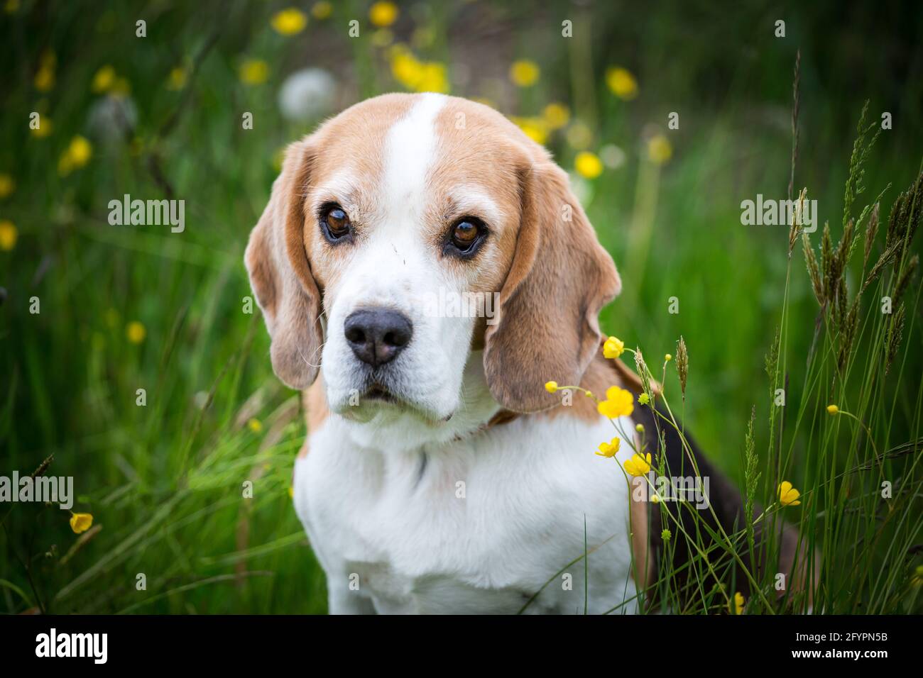 Beagle head Banque de photographies et d’images à haute résolution - Alamy