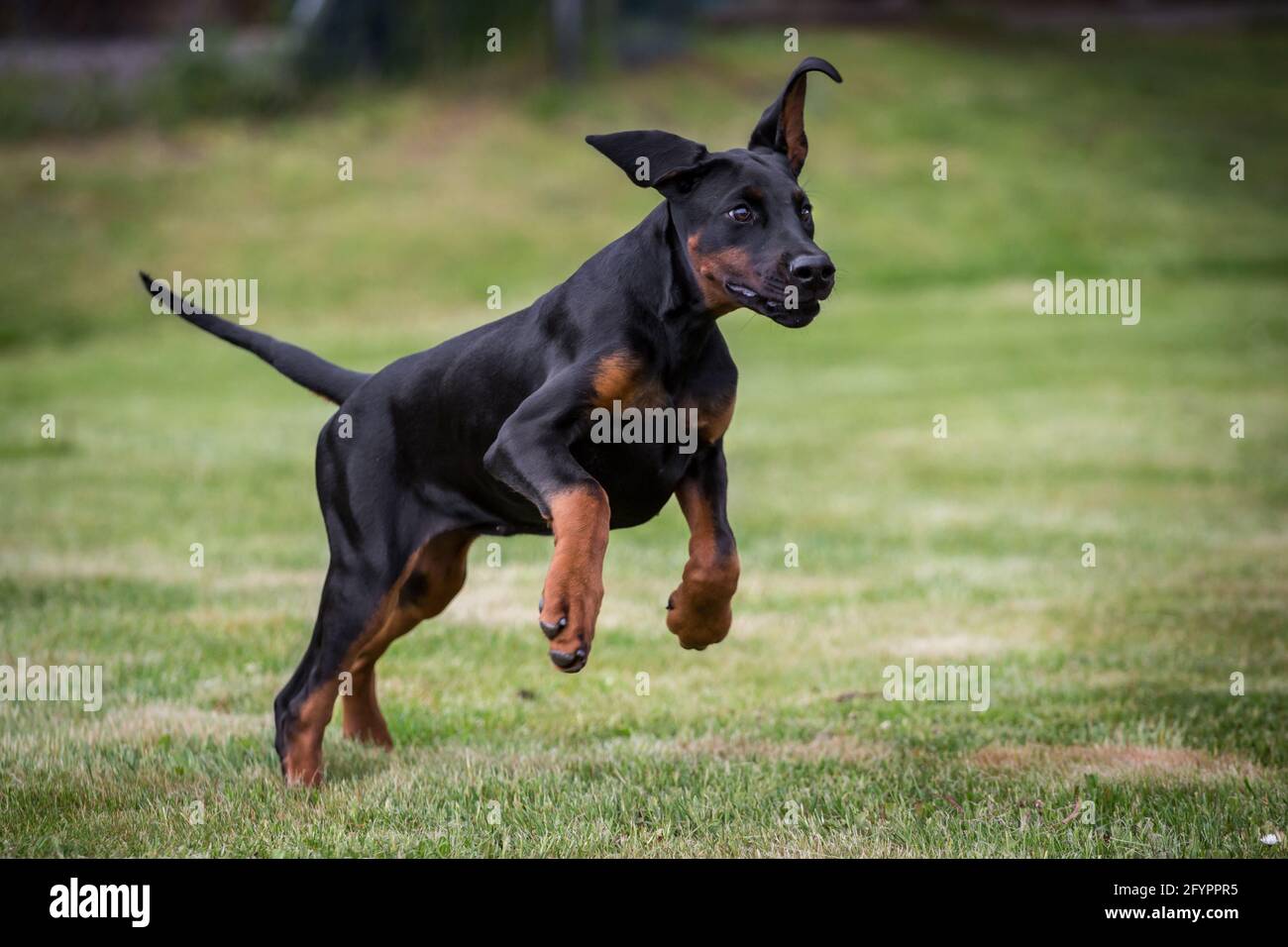 Chiot dobermann Banque de photographies et d’images à haute résolution ...