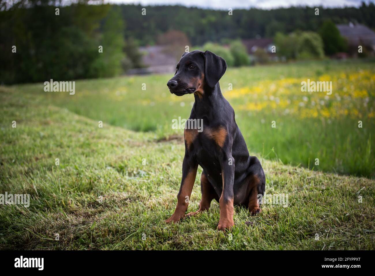 Chiot dobermann Banque de photographies et d’images à haute résolution ...
