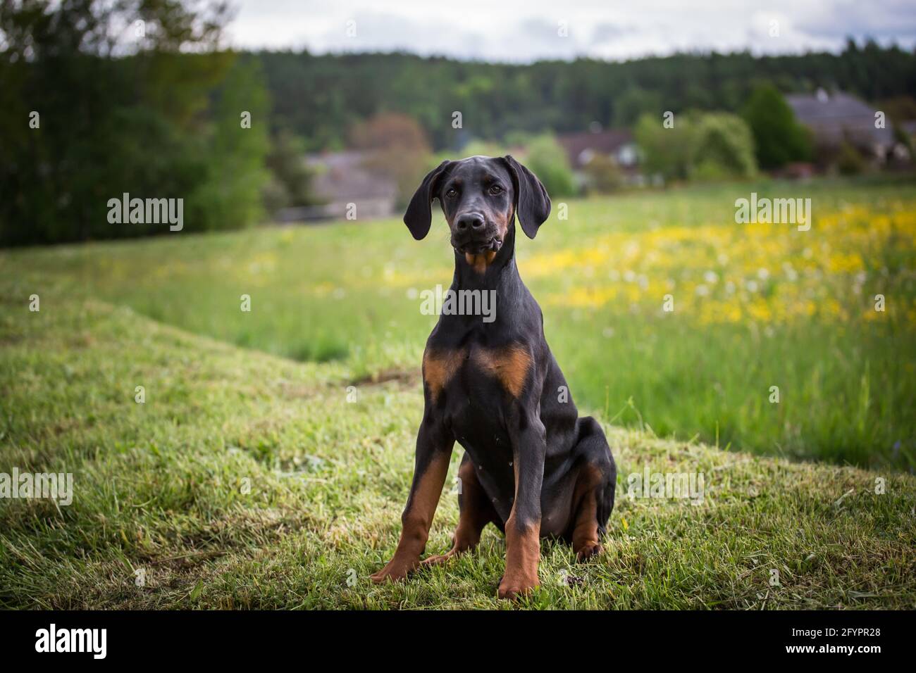 Chiot dobermann Banque de photographies et d’images à haute résolution ...